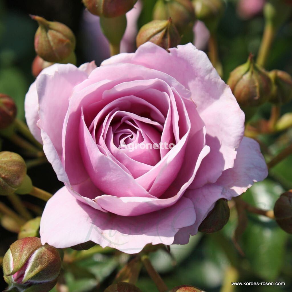 Róża Nautica® sadnica cveća