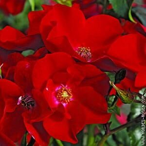 Róża Apache® sadnica cveća