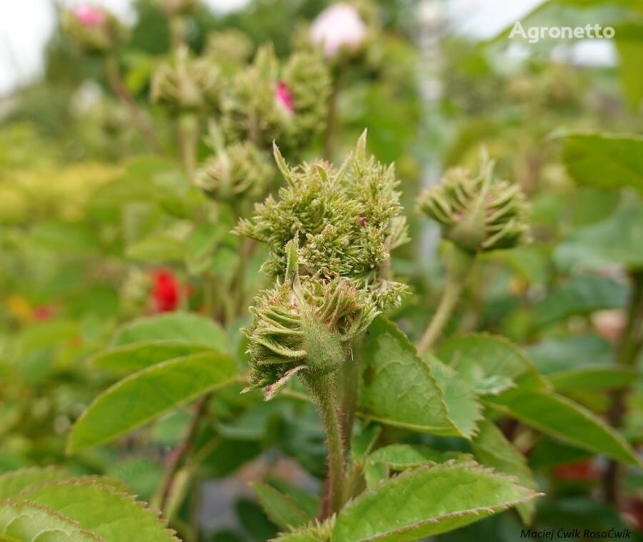 Róża Centifolia 'Cristata' sadnica cveća