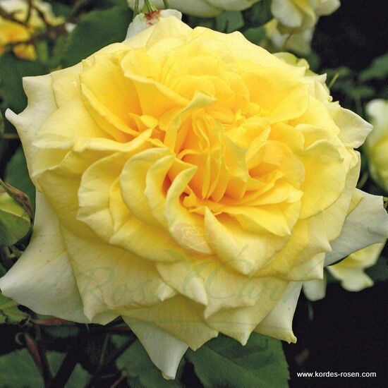 Róża Sterntaler® sadnica cveća