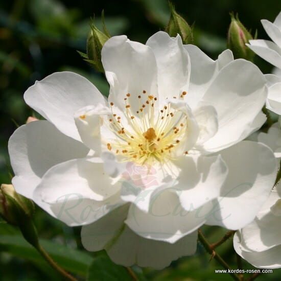 Róża Bobbie James sadnica cveća