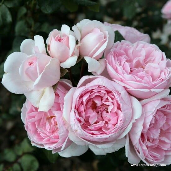 Róża Cinderella® (Kopciuszek) sadnica cveća