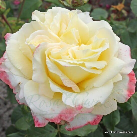 Róża Athena® sadnica cveća