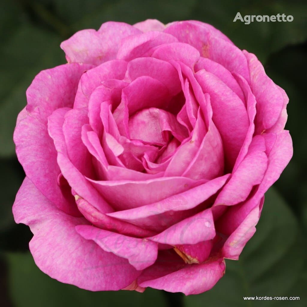Róża Carmen Würt® sadnica cveća
