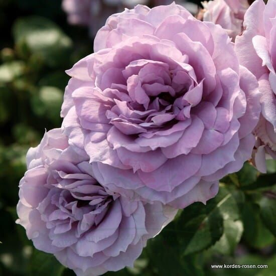 Róża Novalis® sadnica cveća