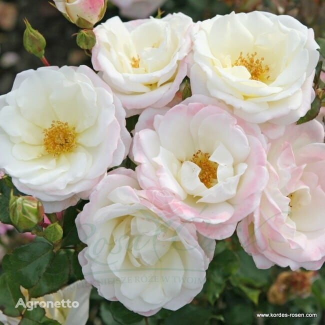 Róża Eisprinzessin® sadnica cveća