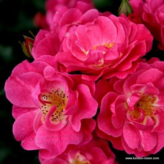 Róża Blühwunder 08® sadnica cveća