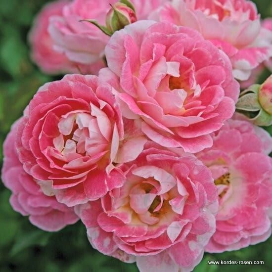Róża Flirt 2011® sadnica cveća