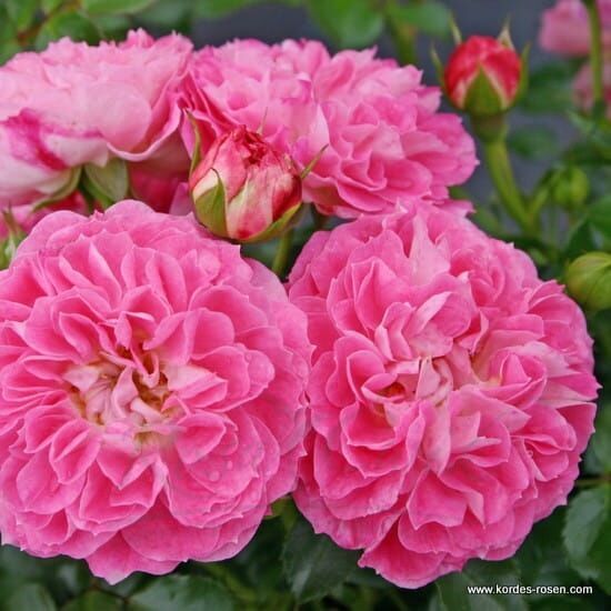 Róża Charmant® sadnica cveća