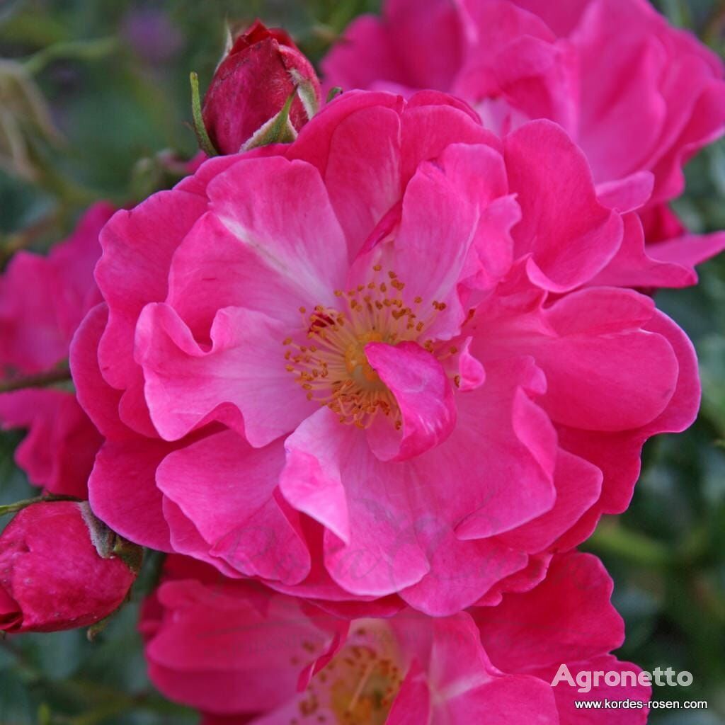 Róża Hotline® sadnica cveća