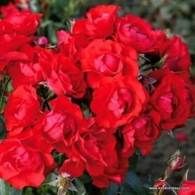 Róża Black Forest Rose® sadnica cveća