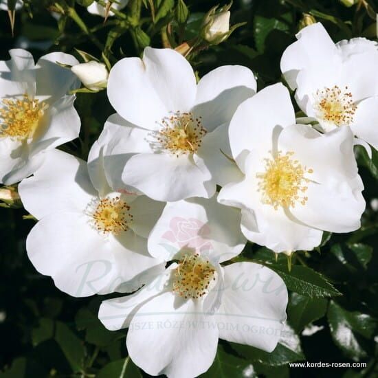 Róża Escimo® sadnica cveća