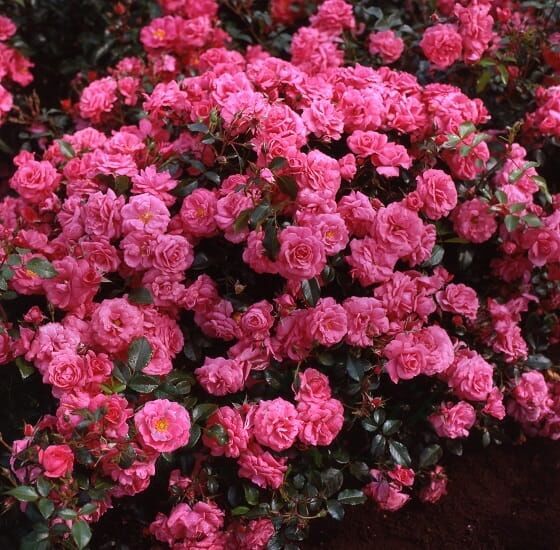 Róża Bad Birnbach® sadnica cveća