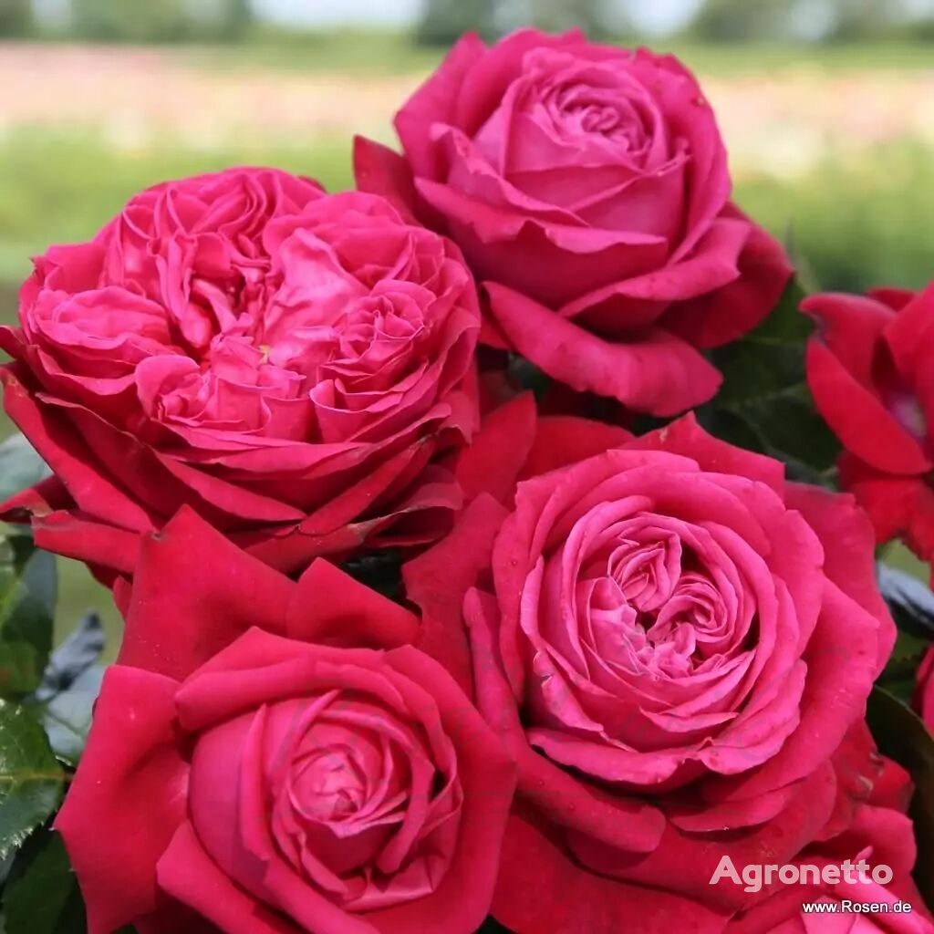 Róża Ruby Kiss® sadnica cveća