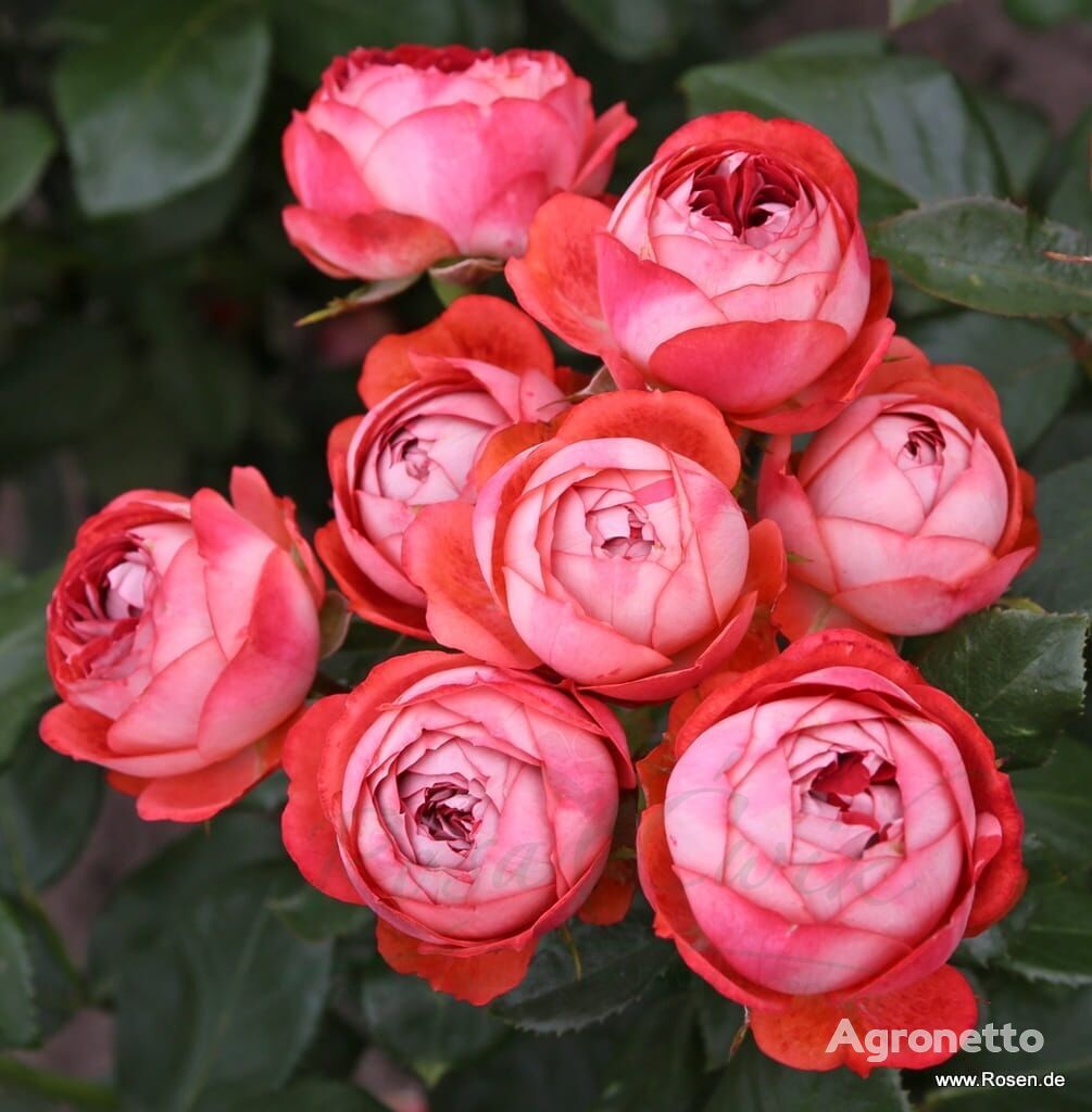 Róża Pompeji® sadnica cveća