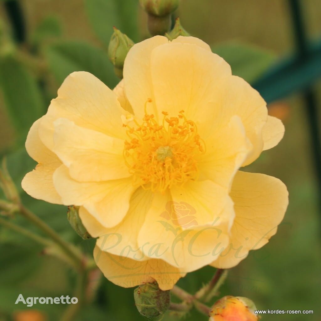 Róża pnąca Sunny Siluetta® sadnica cveća