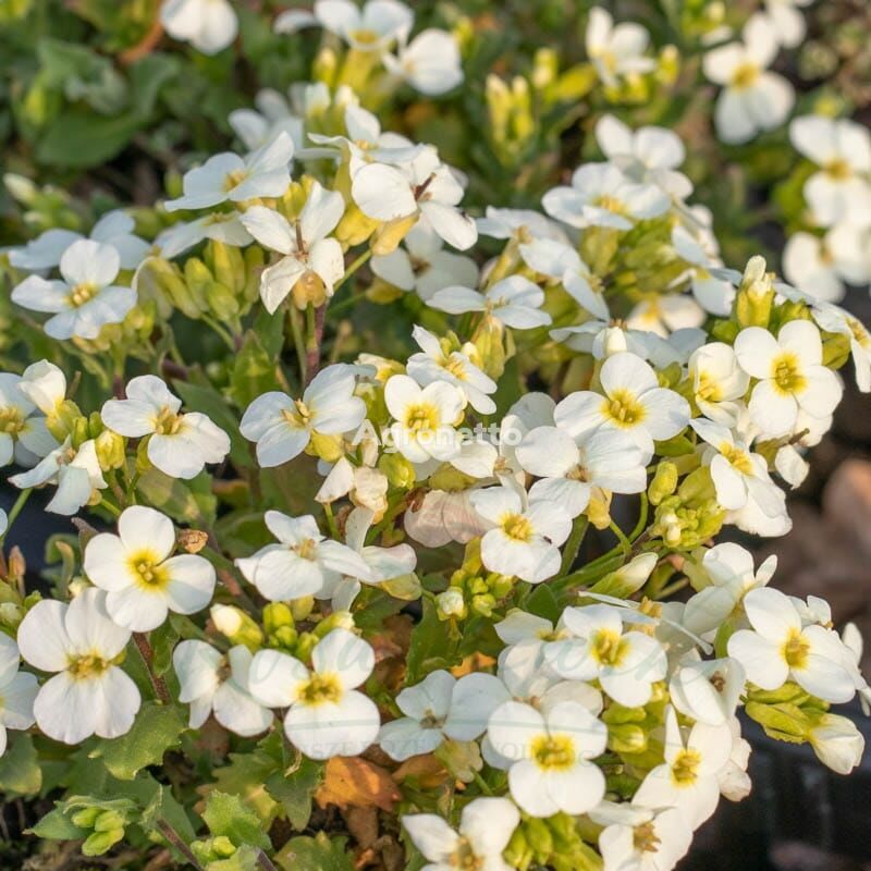 Gęsiówka Kaukaska 'Pixie Cream' Arabis Caucasica sadnica cveća