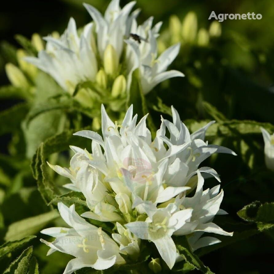 Dzwonek Skupiony Alba Campanula Glomerata sadnica cveća