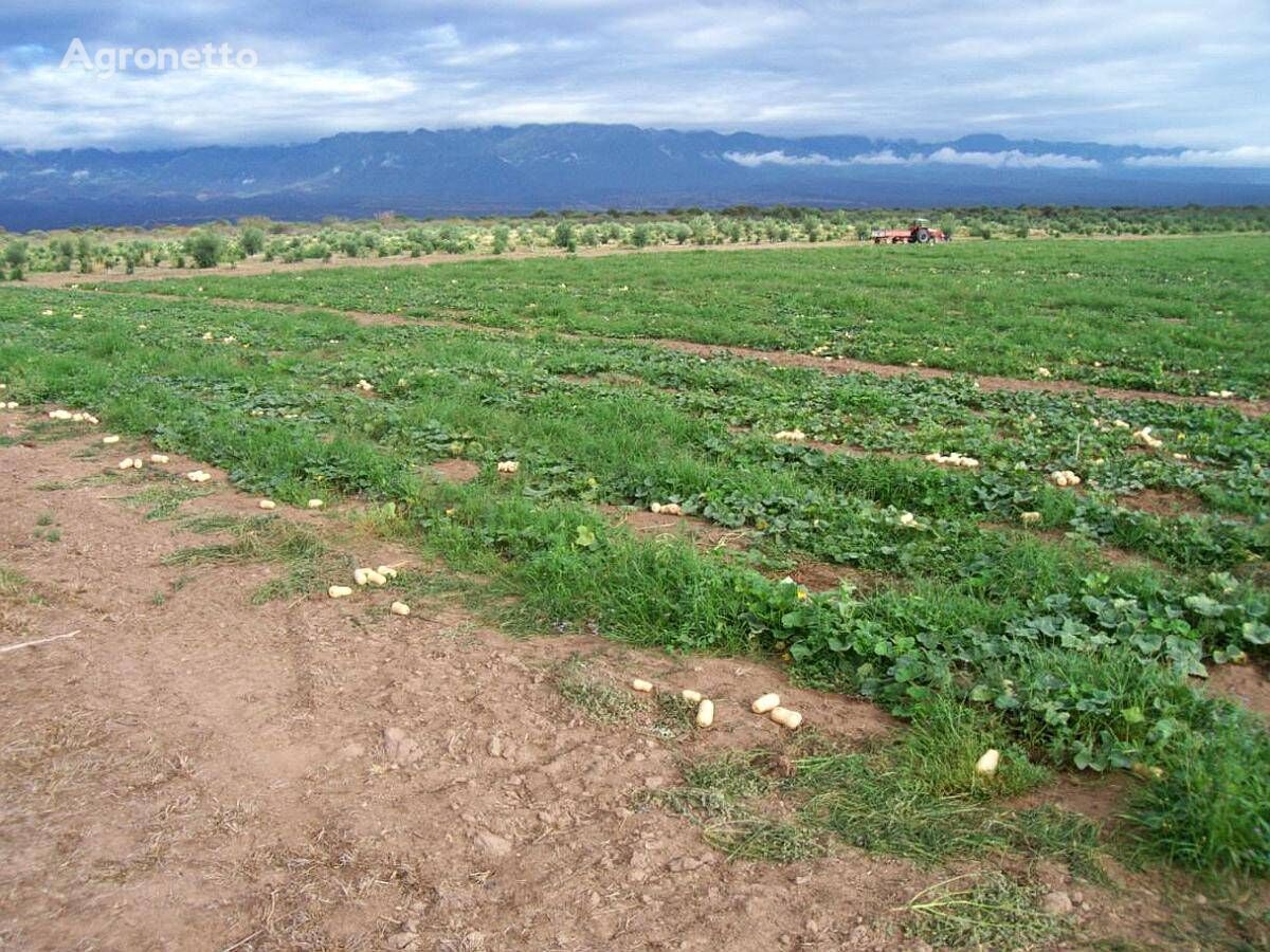 Finca Horticultura y Olivos. la Rioja. 280ha, Casa, Riego zemljište