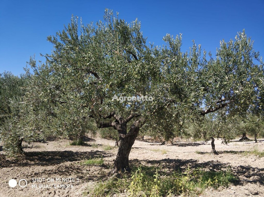 Zeytin yetiştiriciliği yapılan arazi zemljište