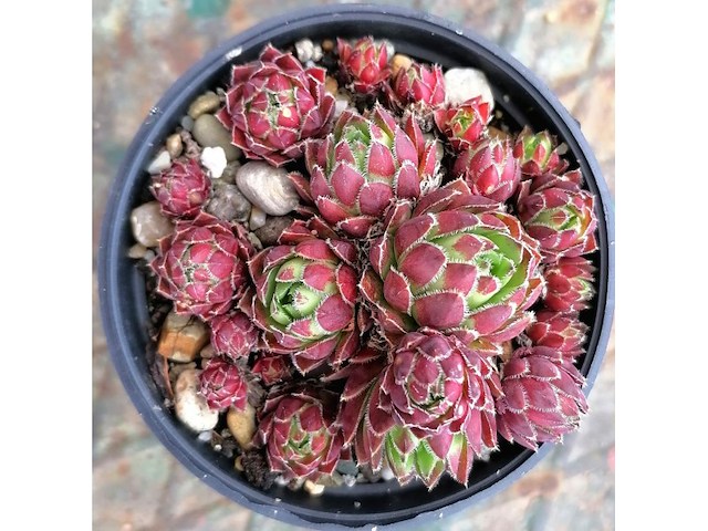 Sempervivum globiferum ssp. hirtum `Hedgehog`-Čuvarkuća