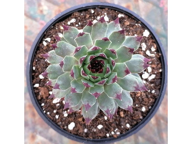 Sempervivum calcareum ` Mrs. Giuseppi` (Čuvarkuća)