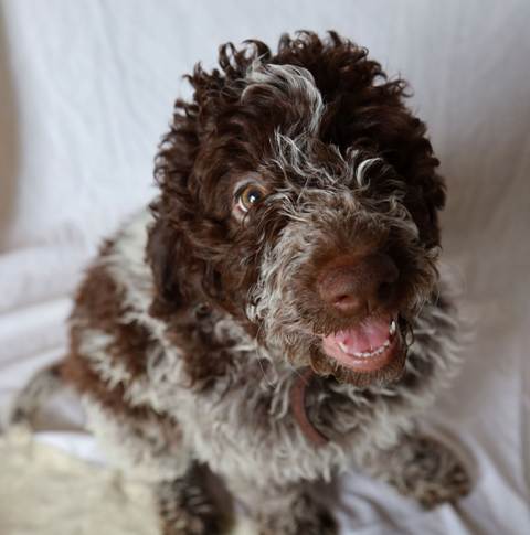 Lagotto Romagnolo štenci