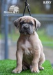 Cane Corso Kane Korso štenci