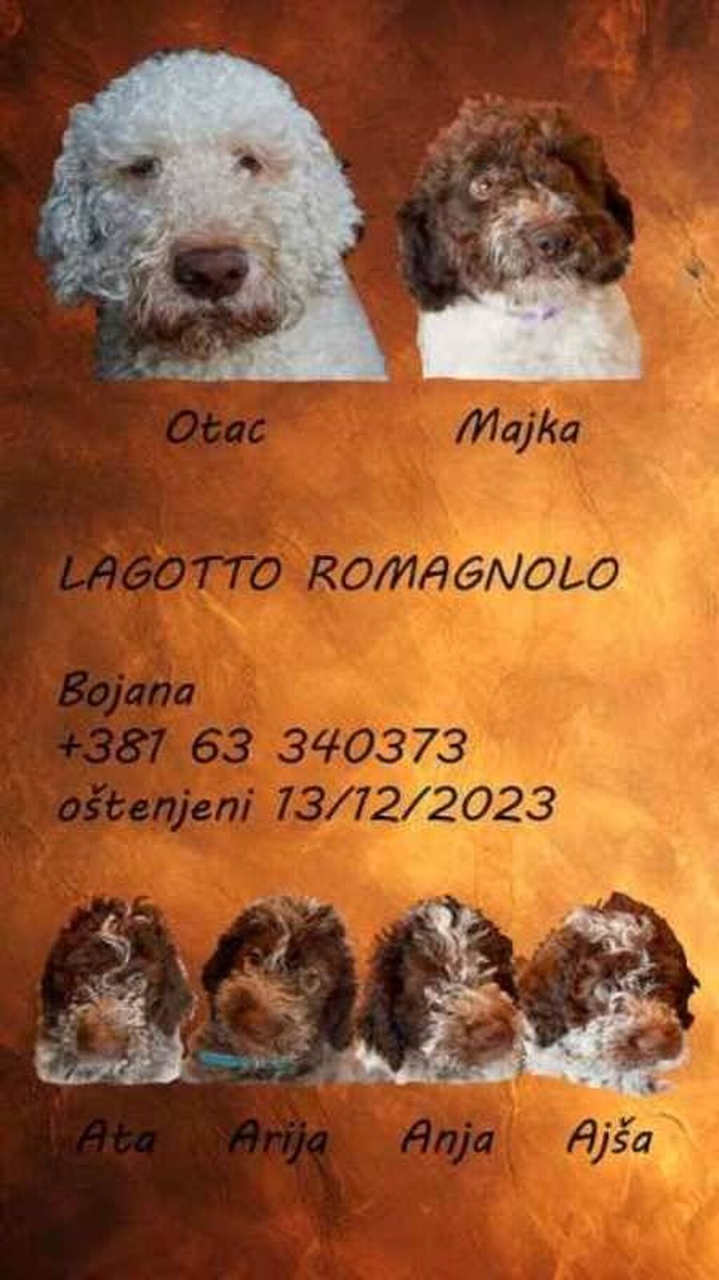 Lagotto Romagnolo štenci Na prodaju štenci rase Lagotto Romagnolo