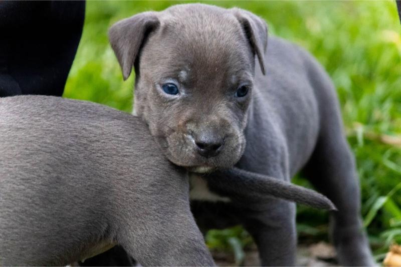 Pit bul terijer štenci