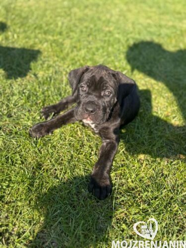 Cane Corso štenci