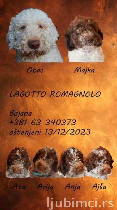 Lagotto Romagnolo štenci