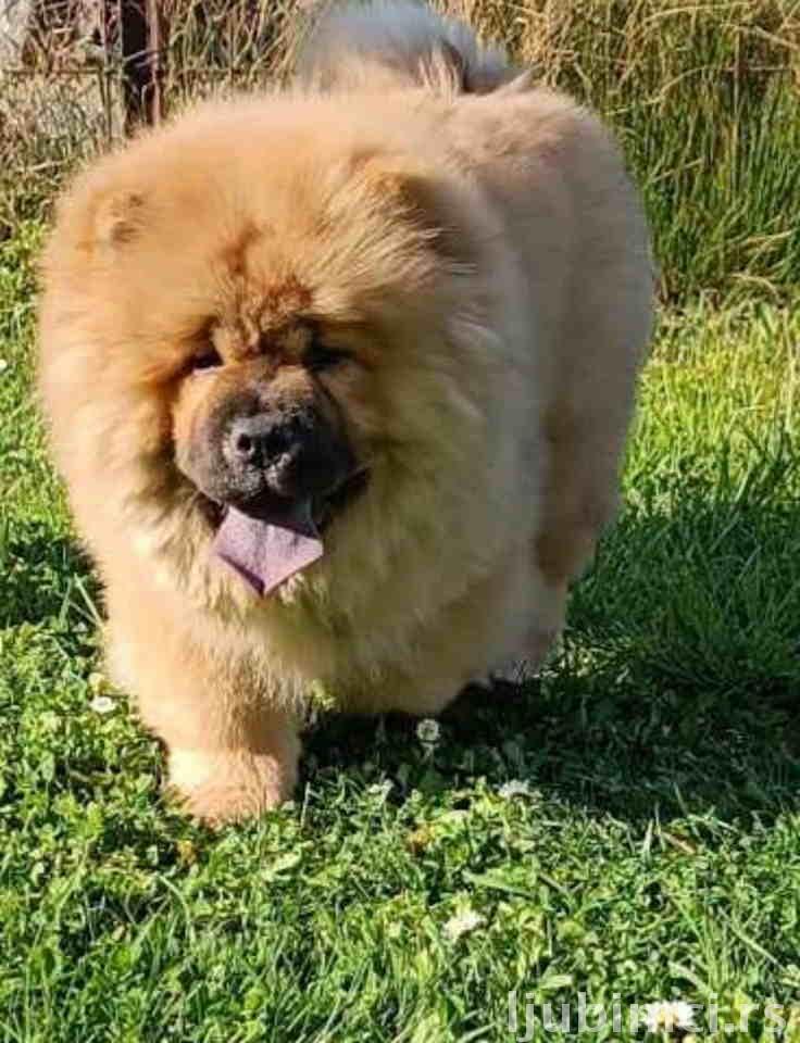 Stenci chow chow, 4 meseca