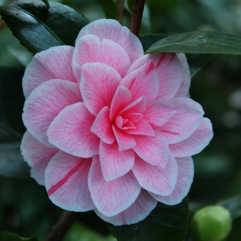 Kamelija šatirana roze