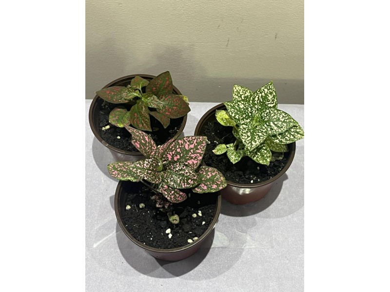 Hipoestes - tri biljke - sa slike