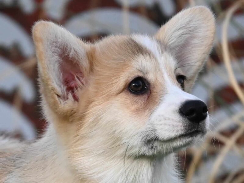 Velski korgi/Welsh Corgi Pembroke