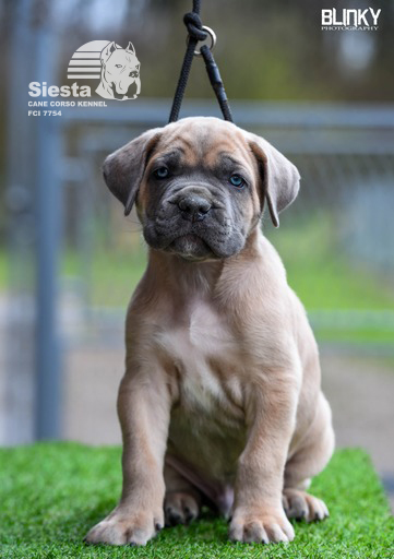 Kane Korso Cane Corso štenci