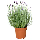 LAVANDULA