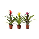 GUZMANIA