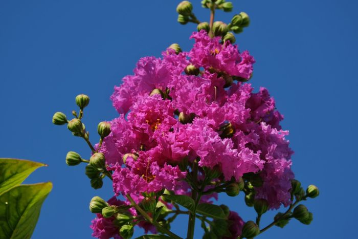 Lagerstroemia Indica Cardinale - Indijski Jorgovan