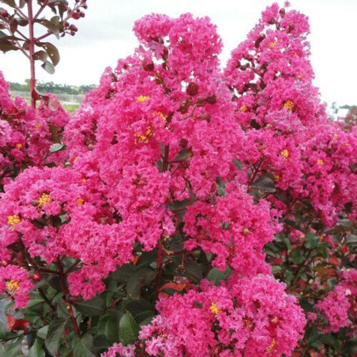 Lagerstroemia Indica Pink Velure - Indijski Jorgovan