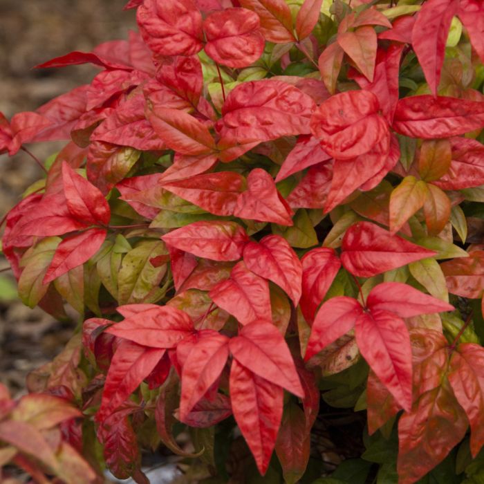 Nandina Domestica Fire Power - Nebeski Bambus, Nandina