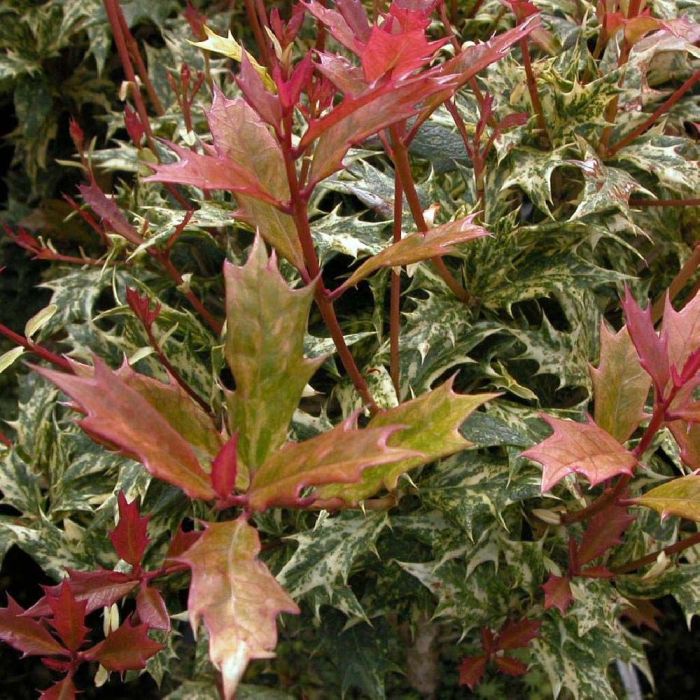 Osmanthus Heterophyllus Tricolor - Osmantus