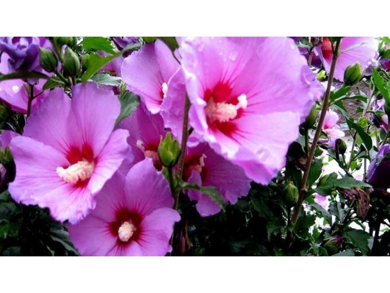 Hibiskus bastenski - roze
