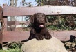 Labrador retriver štenci