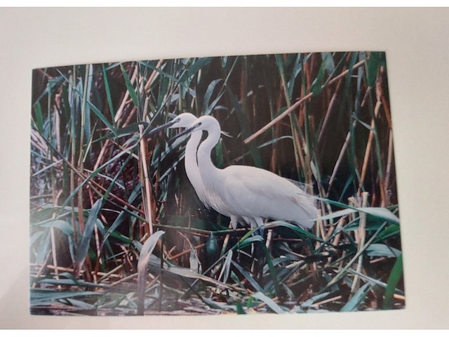 CARSKA BARA/ Velika bela caplja (egretta alba)