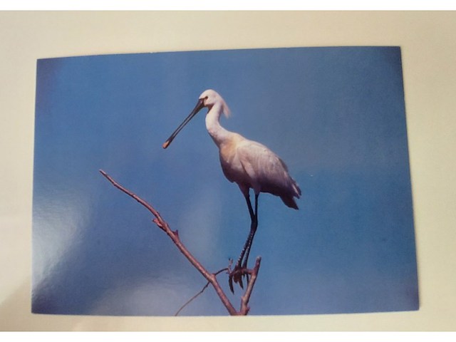 CARSKA BARA/KASIKARA ( platalea leucoradia)