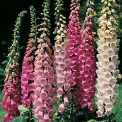 Digitalis Purpurea Mix (6000 semenki) Naprstak mix