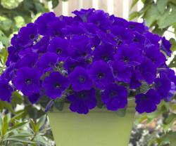 Petunia Plava - Blue (3000+ semenki)