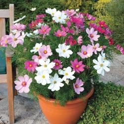 Cosmos Bipinnatus Dwarf mix (230 semenki) Kozmeja niska mix